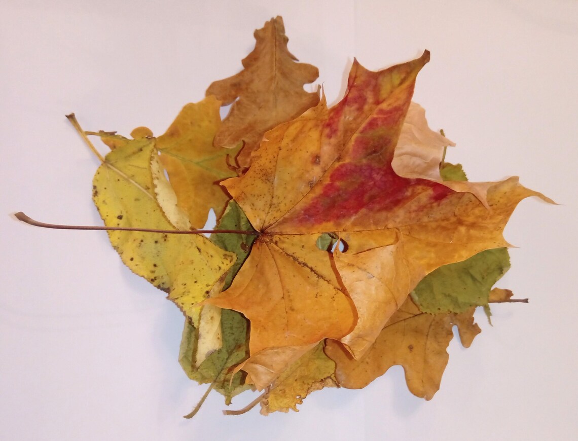50x Dried Different Preserved Autumn Leaves Mix Natural Oak Maple Leaf ...