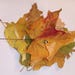 50x Dried Different Preserved Autumn Leaves Mix Natural Oak Maple Leaf ...