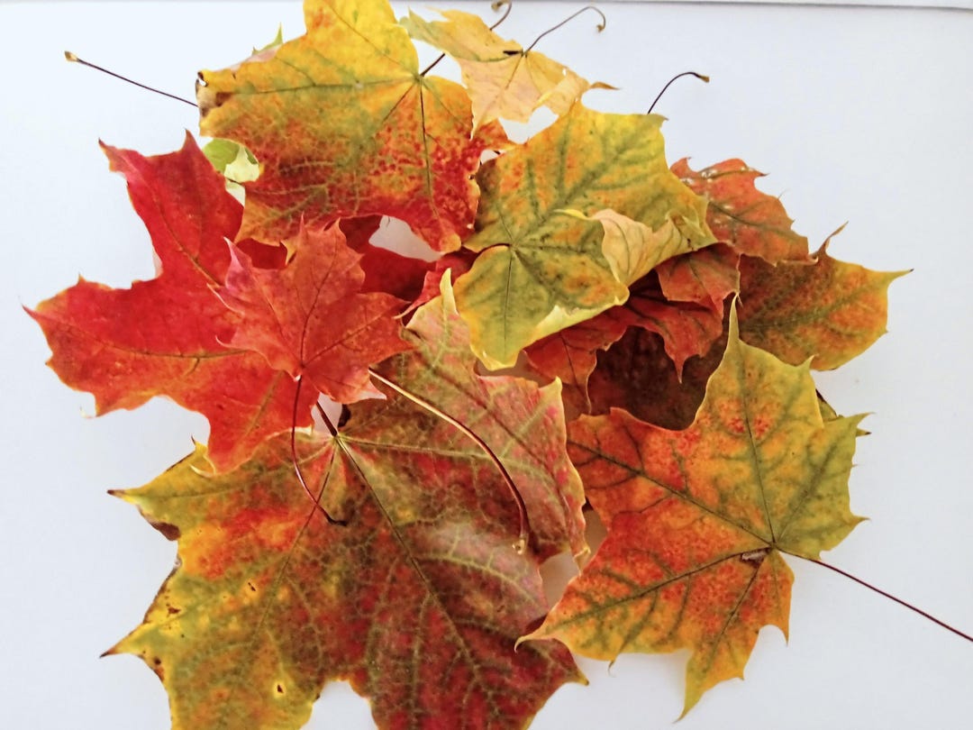 Dried Maple Leaves Natural Maple Leaf Home Decor Real Fall Leaves ...