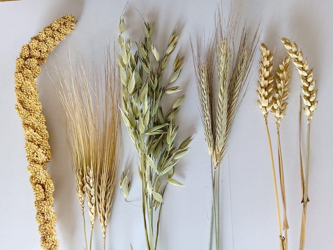 Set - Organic Oat Spray, Millet, Wheat, Rye, Barley Bird Food Hamster ...
