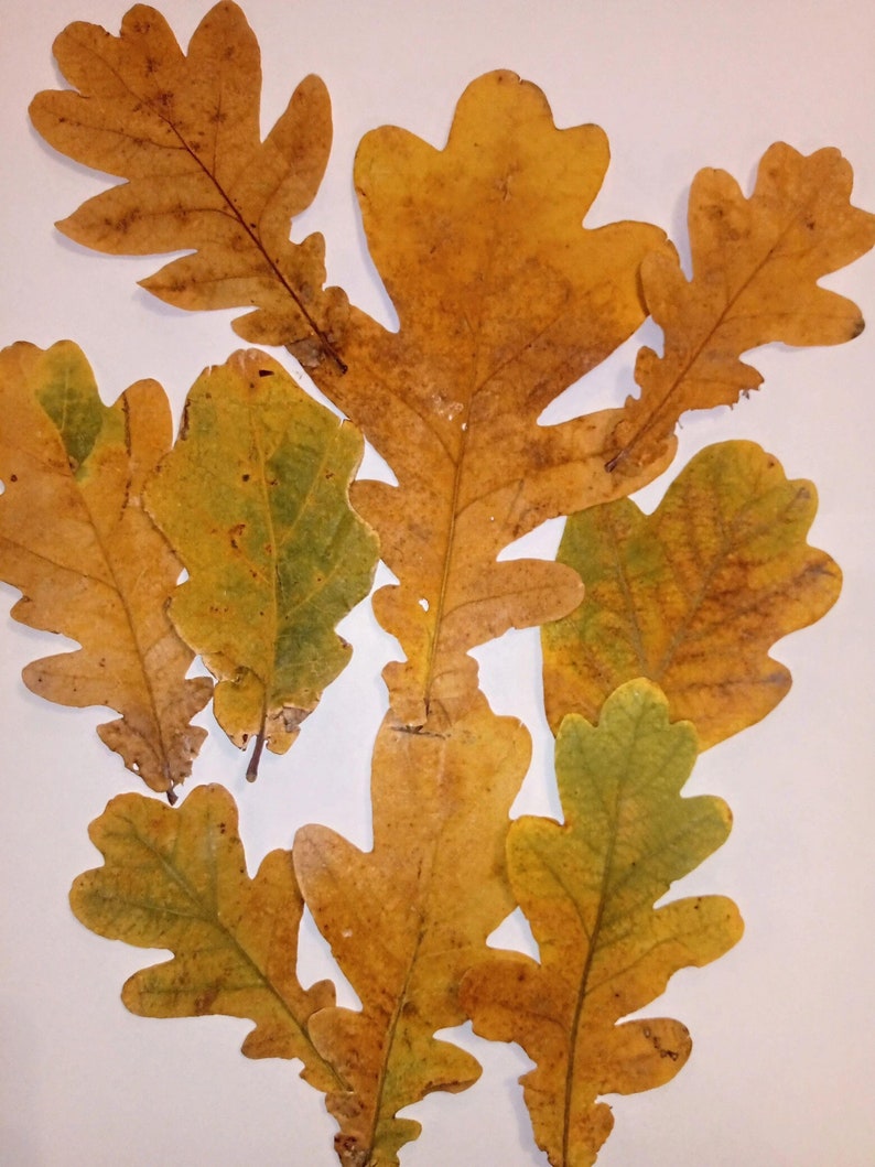 25x Dried Pressed Oak Leaves Natural Oak Leaf Home Decor Halloween ...