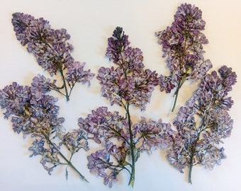 Dried Purple Lilac Flowers - Etsy