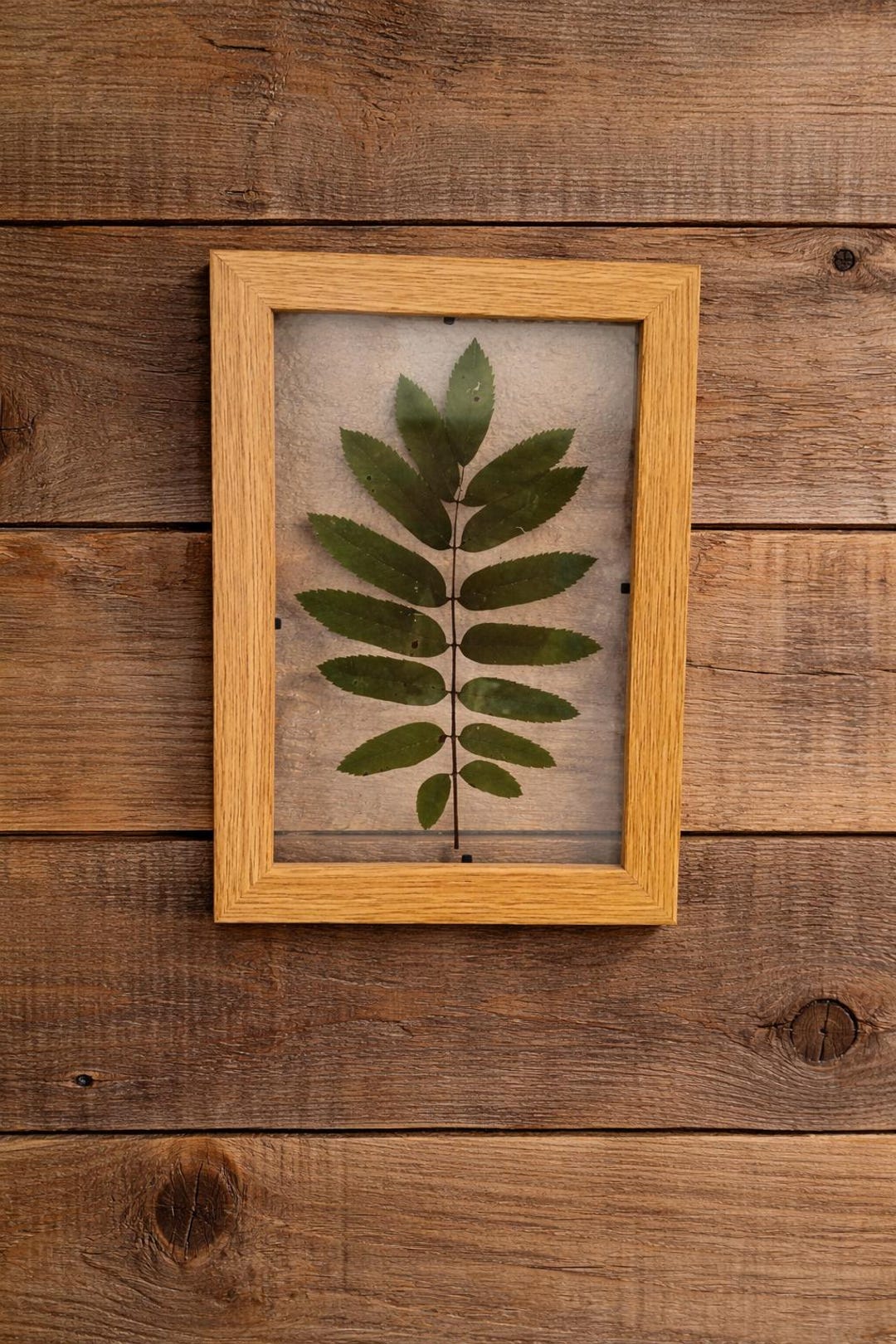 Pressed Rowan Leaf in Frame Talisman Amulet Dried Tree Mountain Ash ...