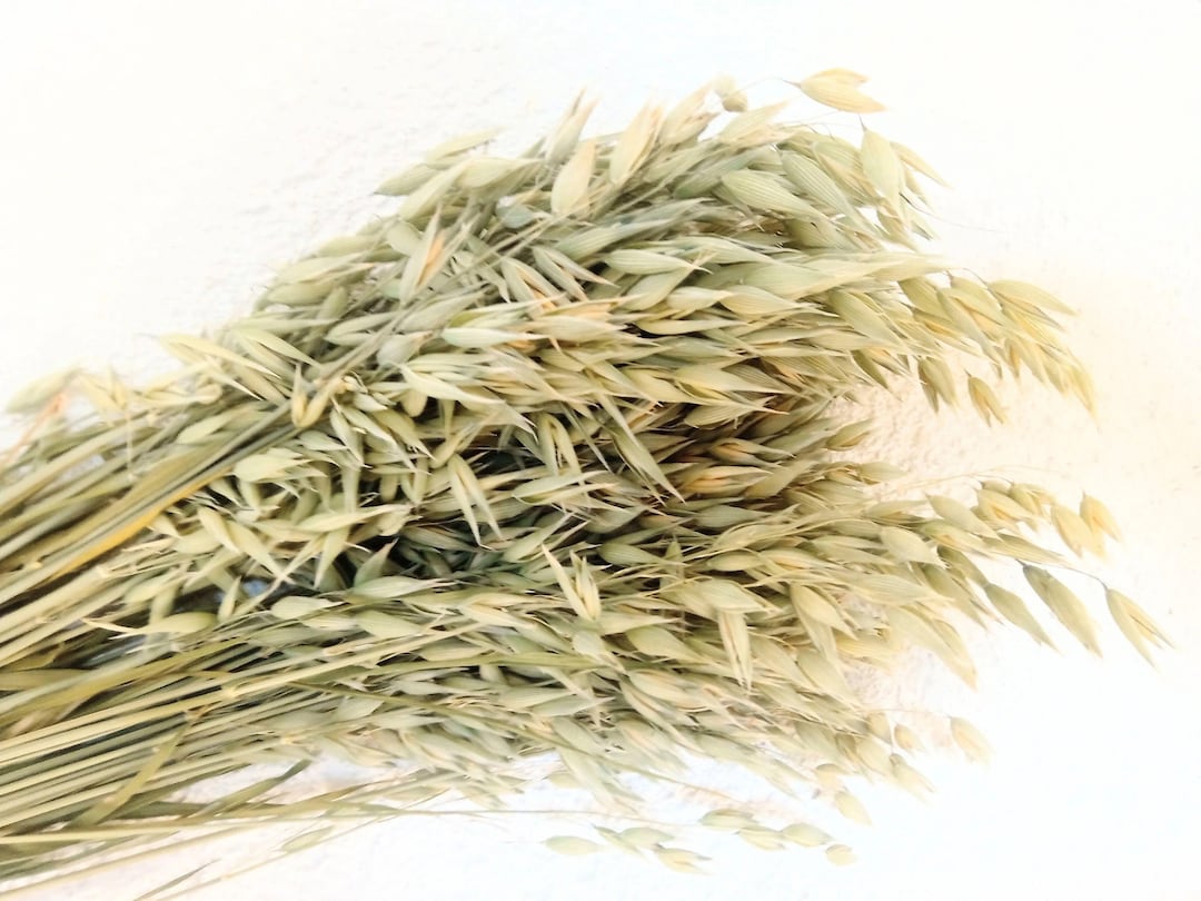 Organic Oat Spray Bird Food Hamster Food Chinchilla Food Bundle of ...