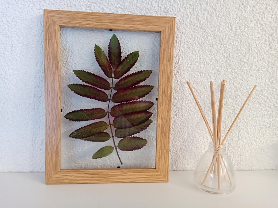 Real Rowan Leaf Frame Wall Decor Protective Tree Pagan Celtic Ritual ...