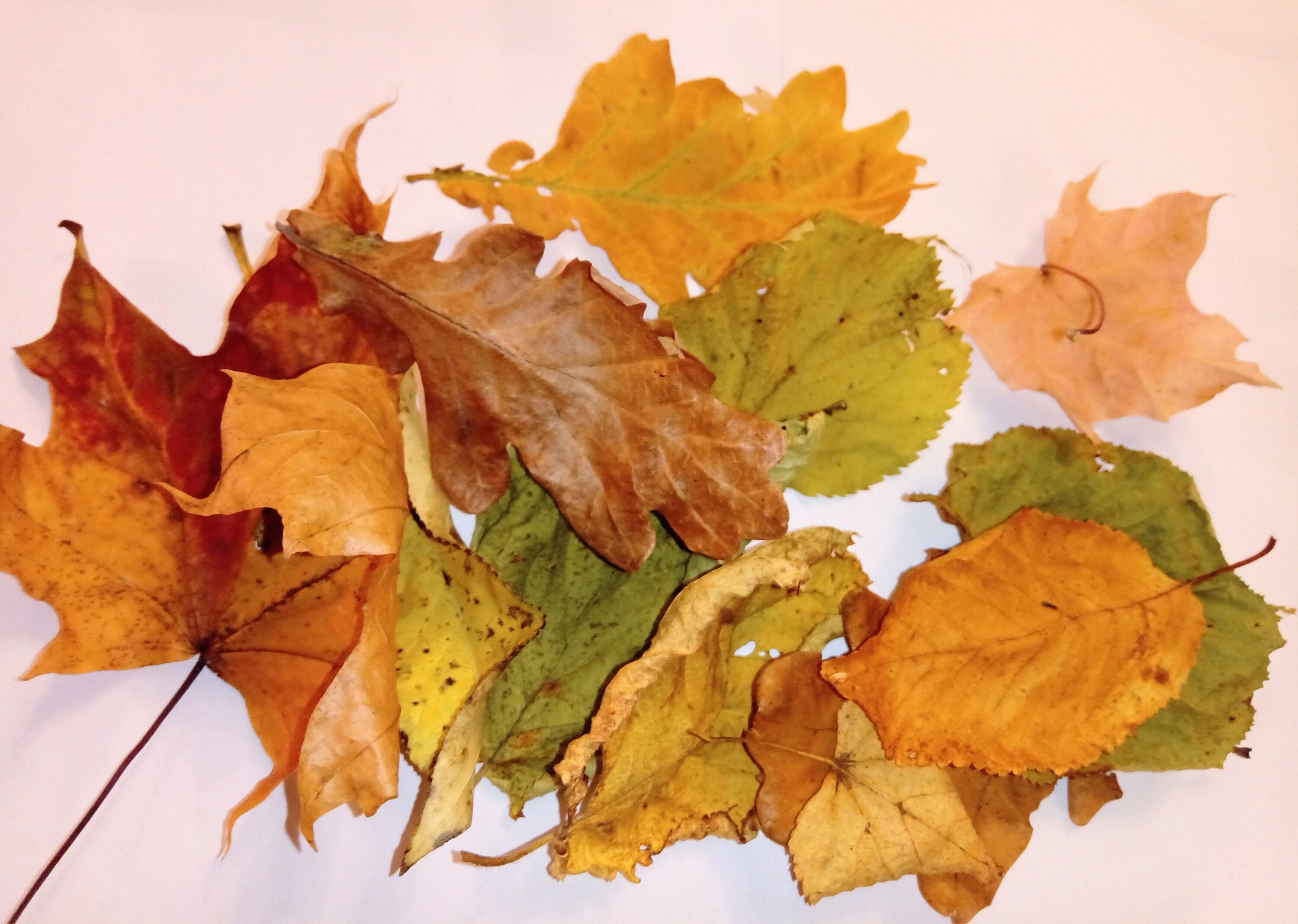 50x Dried Different Preserved Autumn Leaves Mix Natural Oak Maple Leaf ...