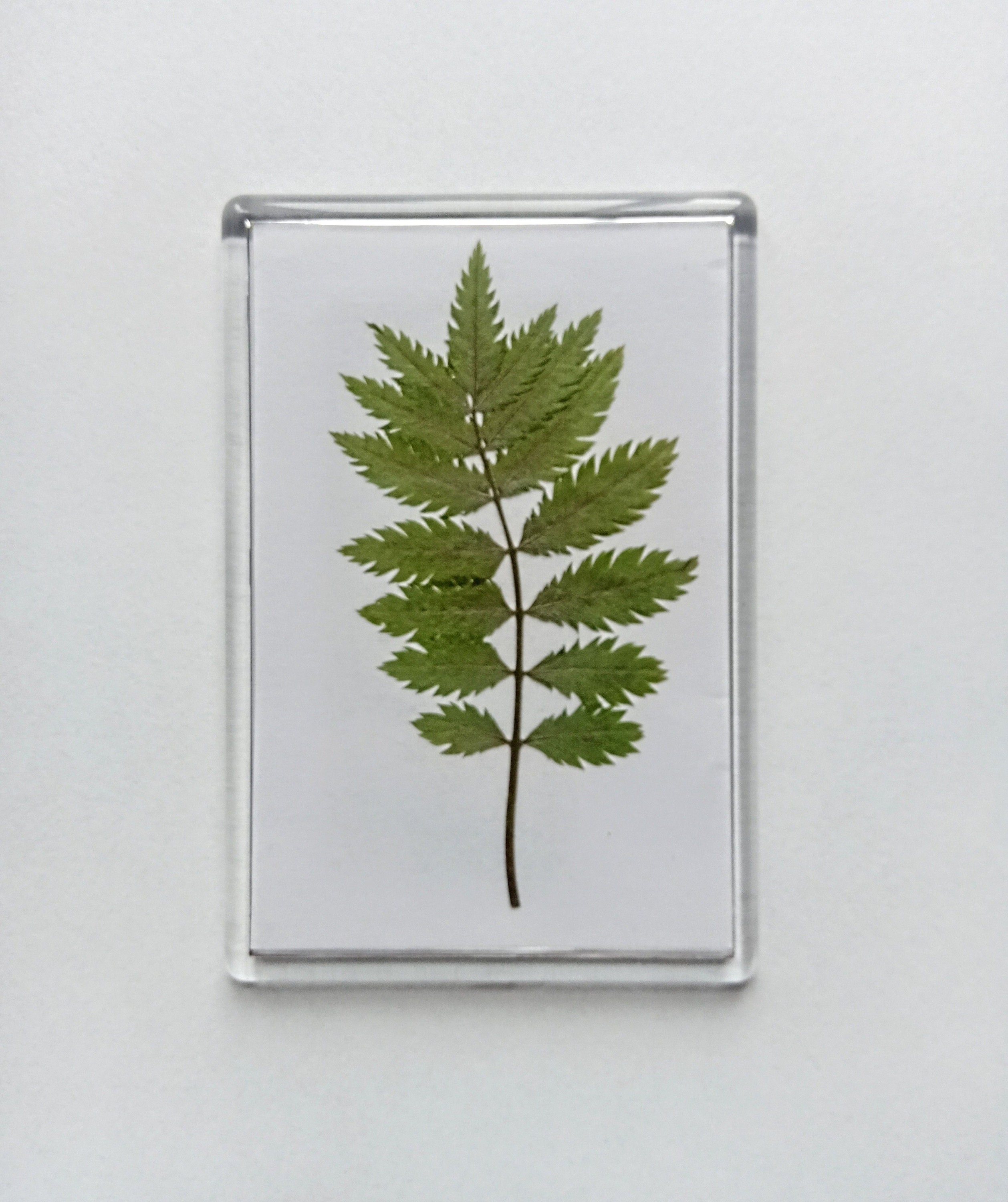 Magnet With Real Pressed Rowan Tree Leaf Home Protection Fridge Magnet ...