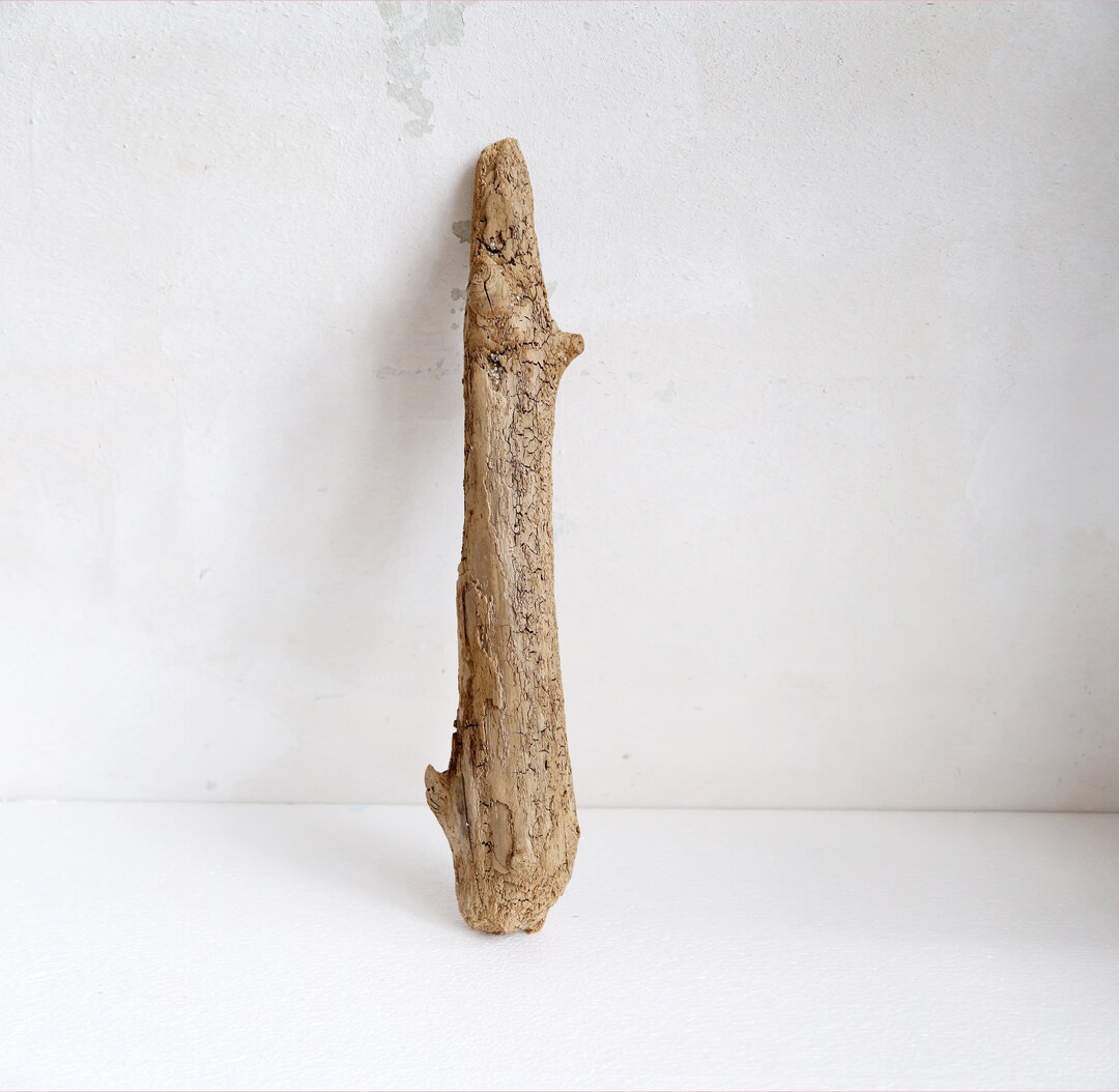 25" Baltic Driftwood: DIY Art Supplies, Wall Hanging Decor - Etsy