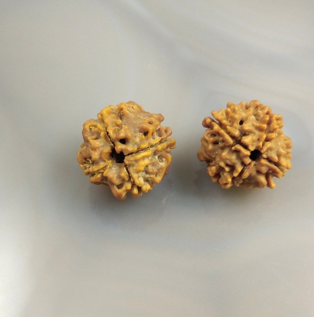 Four Face Rudraksha Bead | Nepalese Four Mukhi Bead | 4 Face Bead | 4 ...