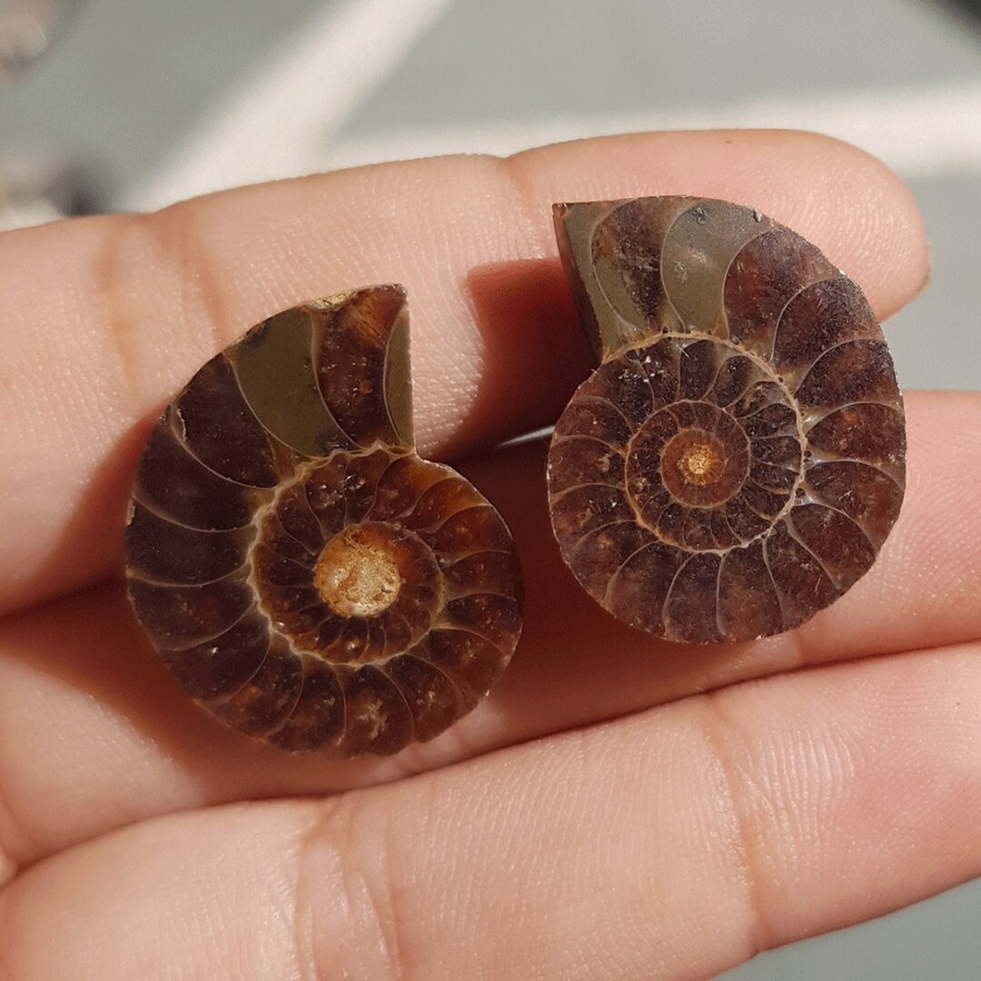 Ammonite Pair Gemstone Cabochon Pair Set Gemstone for Jewelry Making ...