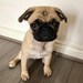 Throne Pet Custom Portrait From Photo Got Lover Gift Gift for Him ...