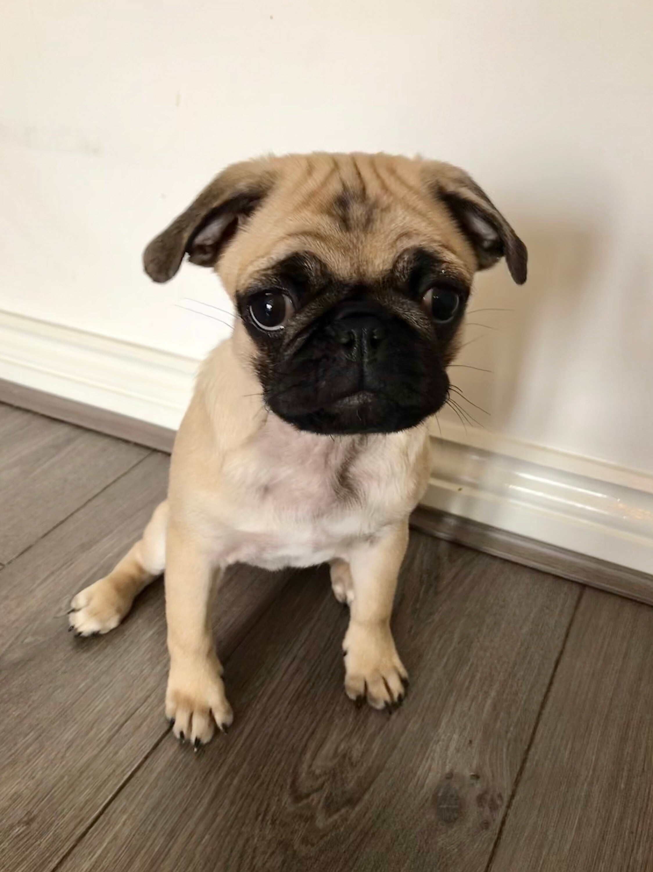 Throne Pet Custom Portrait From Photo Got Lover Gift Gift for | Etsy