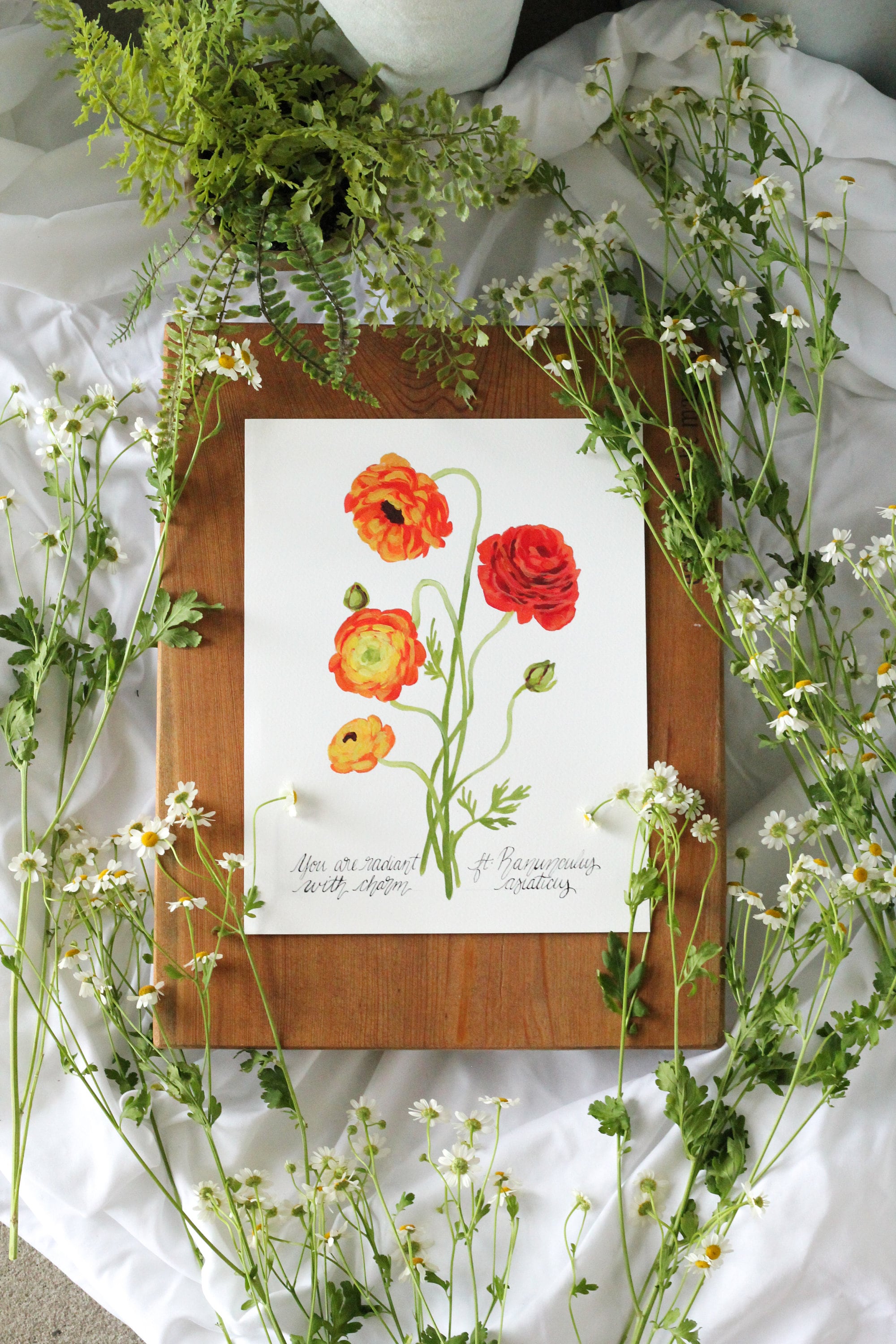 Ranunculus - You Are Radiant With Charm - Vertical Flower Language ...