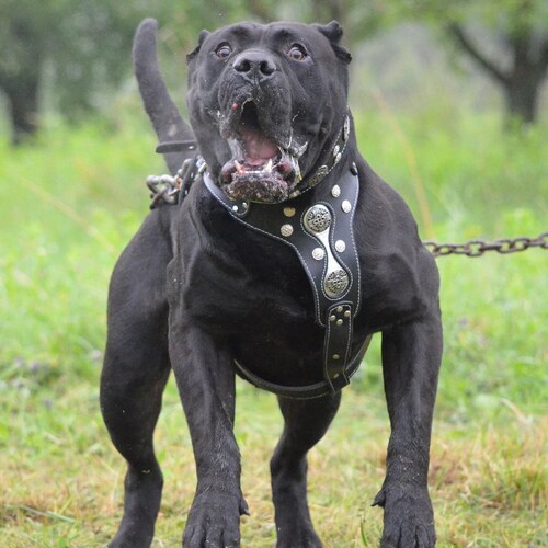 Bestia™ Genuine Leather hektor Harness. Rivet - Etsy