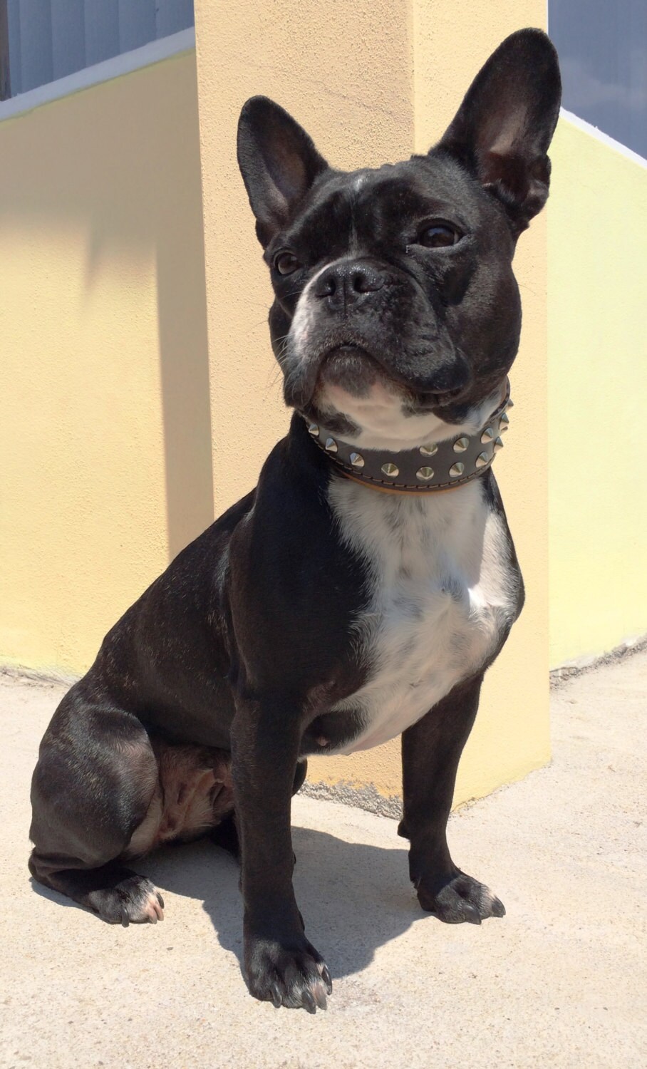 Bestia™ boston Genuine Leather Dog Collar. Studded | Etsy