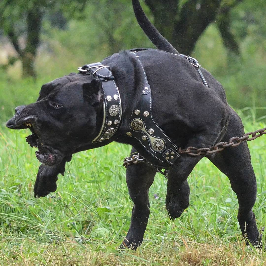 Bestia™ Genuine Leather hektor Harness. Rivet - Etsy