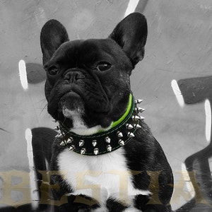 The Original Bestia™ "frenchie" Collar. 100% Genuine Leather. Soft ...