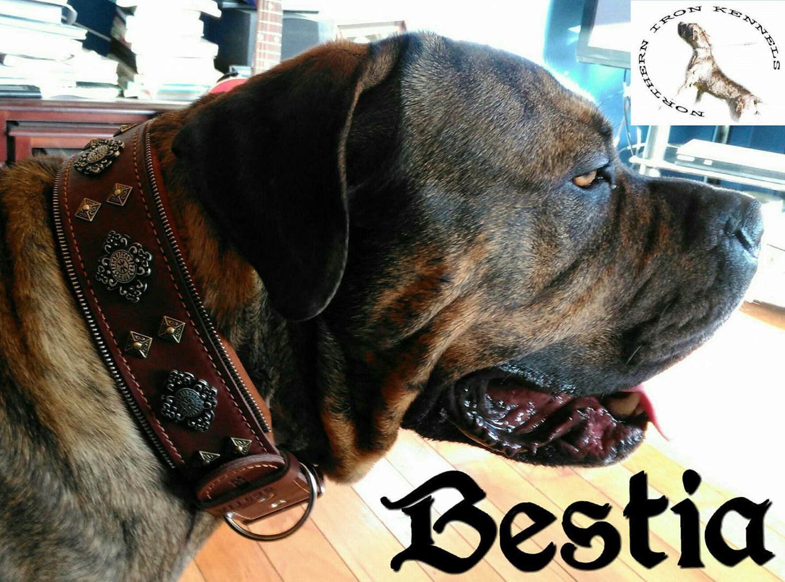 Bestia Aztec BLACK SET- Collar & Lead. Big Dogs, Mastiffs, Dogo Canario ...