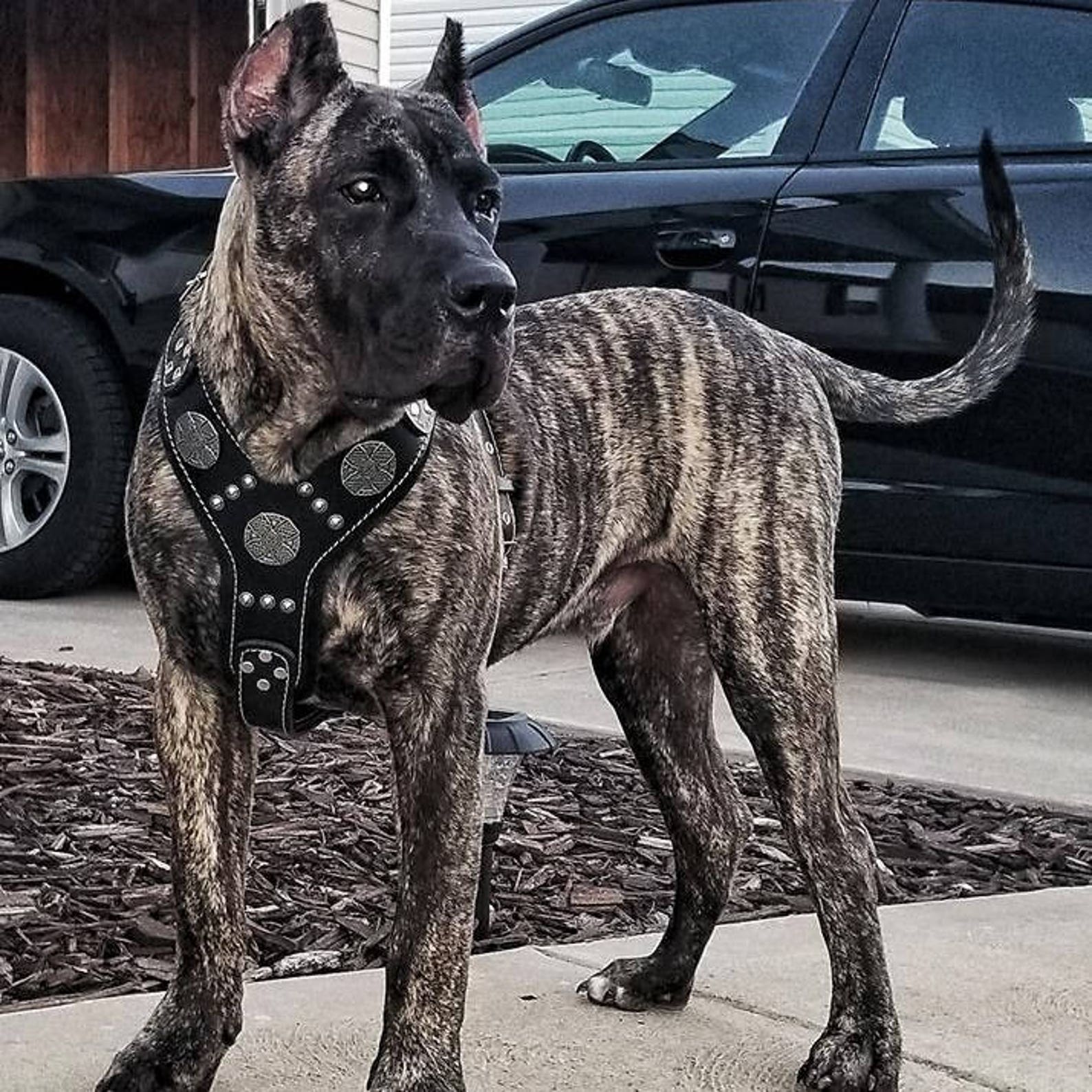 Bestia™ Genuine Leather "maximus Silver" Harness. Old Silver Rivet ...