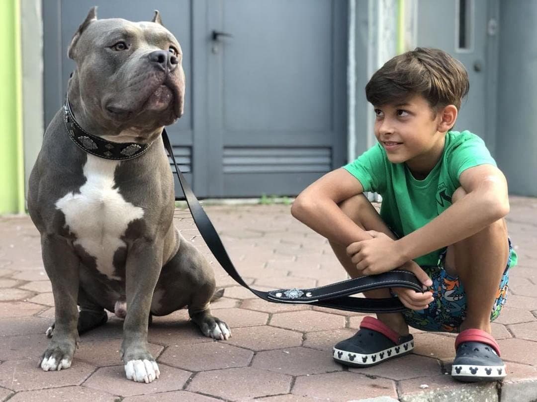 Bestia Aztec BLACK SET- Collar & Lead. Big Dogs, Mastiffs, Dogo Canario ...