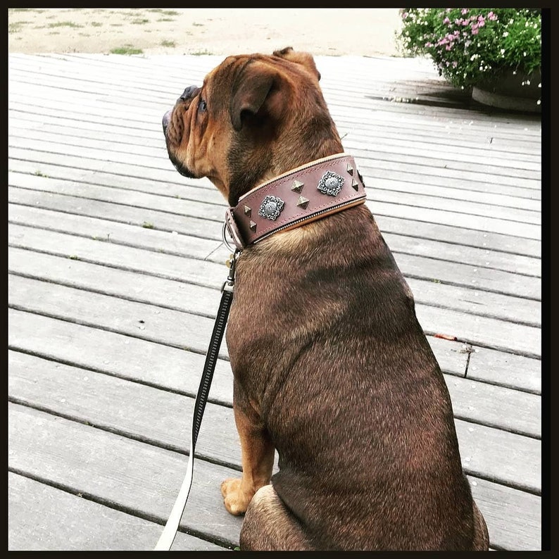 Bestia Aztec GREY Leather Dog Collar for Big Dogs Mastiffs - Etsy