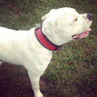 Bestia™ Reptile Dog Collar with Reptile pattern | Etsy