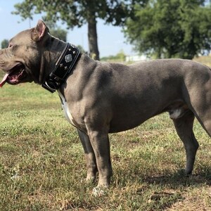 Bestia Aztec BLACK Leather Dog Collar for Big Dogs, Mastiffs, Dogo ...