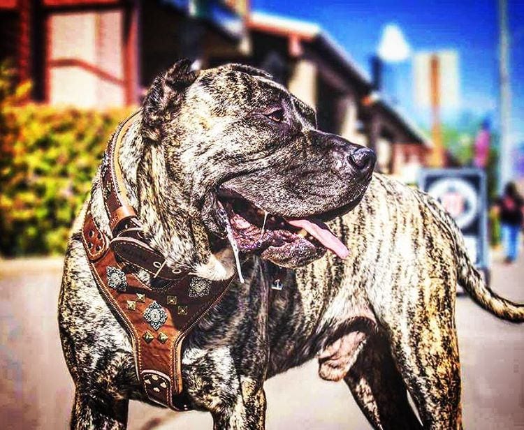 Bestia™ Full aztec BIG Dog SET Harness Collar | Etsy