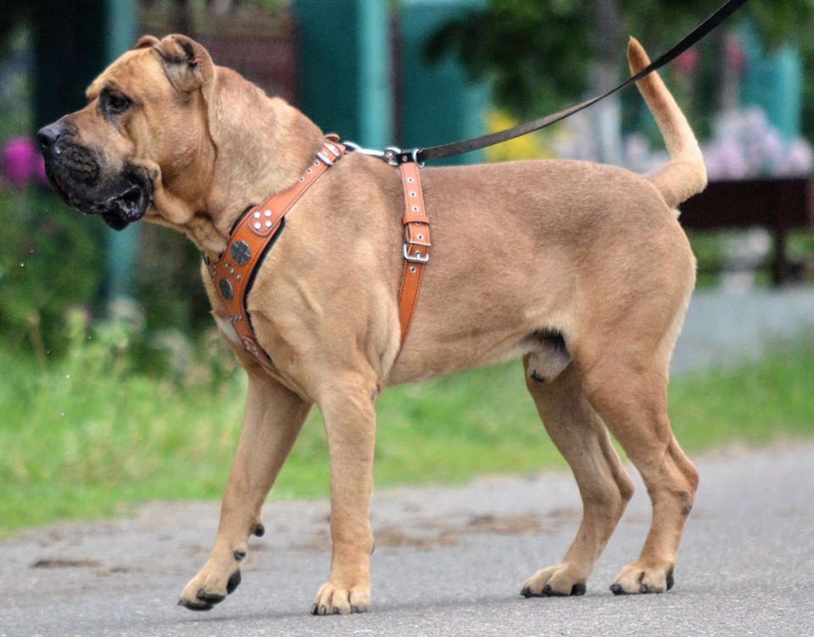 Bestia™ Genuine Leather "maximus Silver" Harness. Old Silver Rivet ...