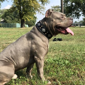 Bestia Aztec BLACK Leather Dog Collar for Big Dogs, Mastiffs, Dogo ...