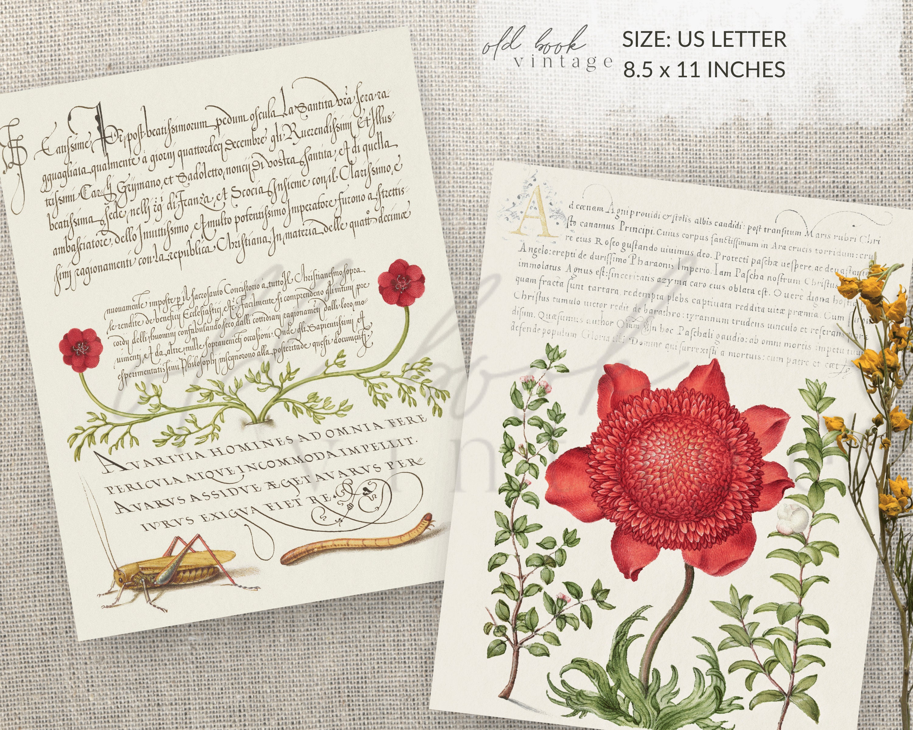 Vintage Calligraphy Vol 1, Printable Paper Pack / 10pcs / 8.5x11 / Free ...