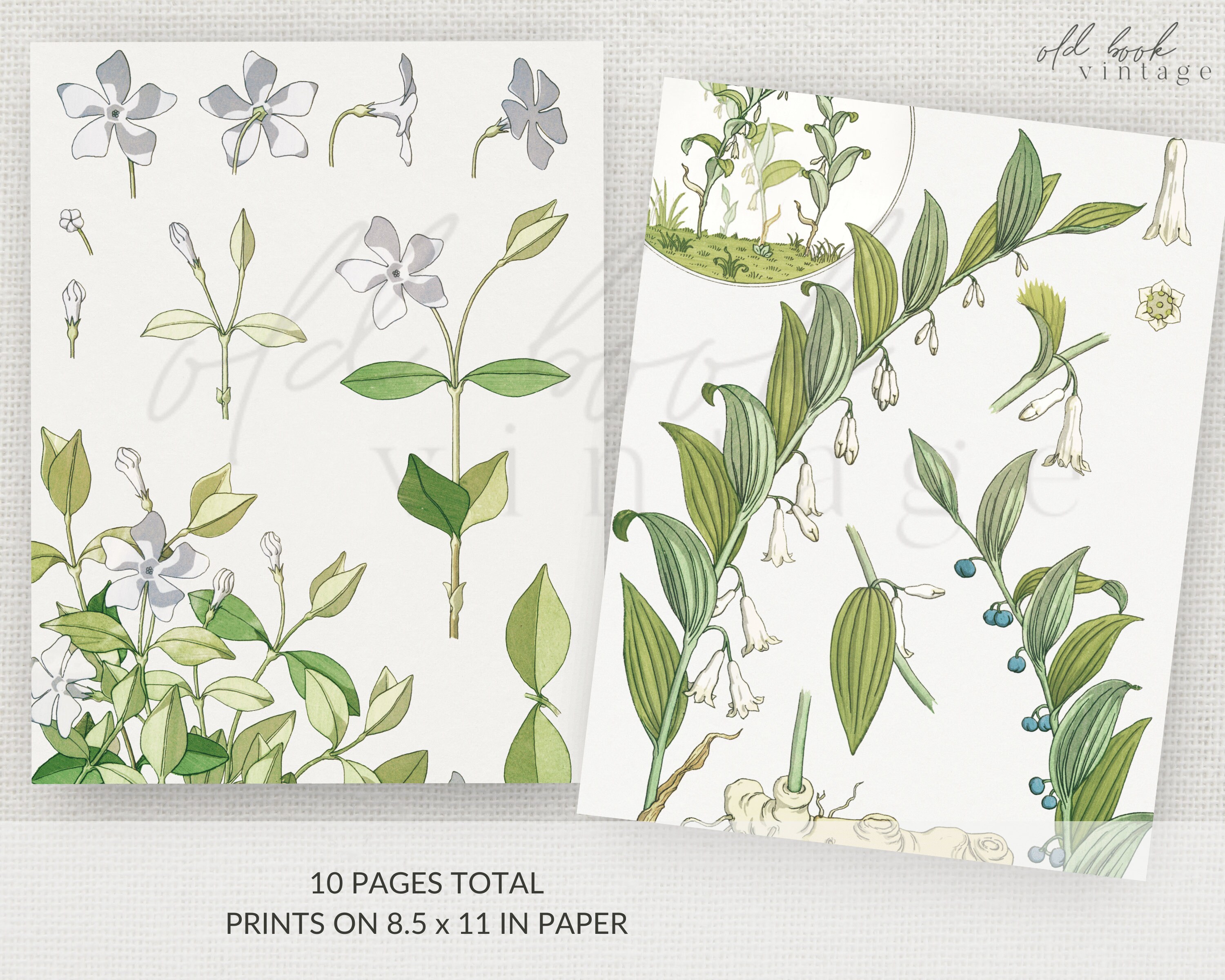 Vintage Botanical Printable Paper Pack / 10pcs / 8.5x11 / - Etsy