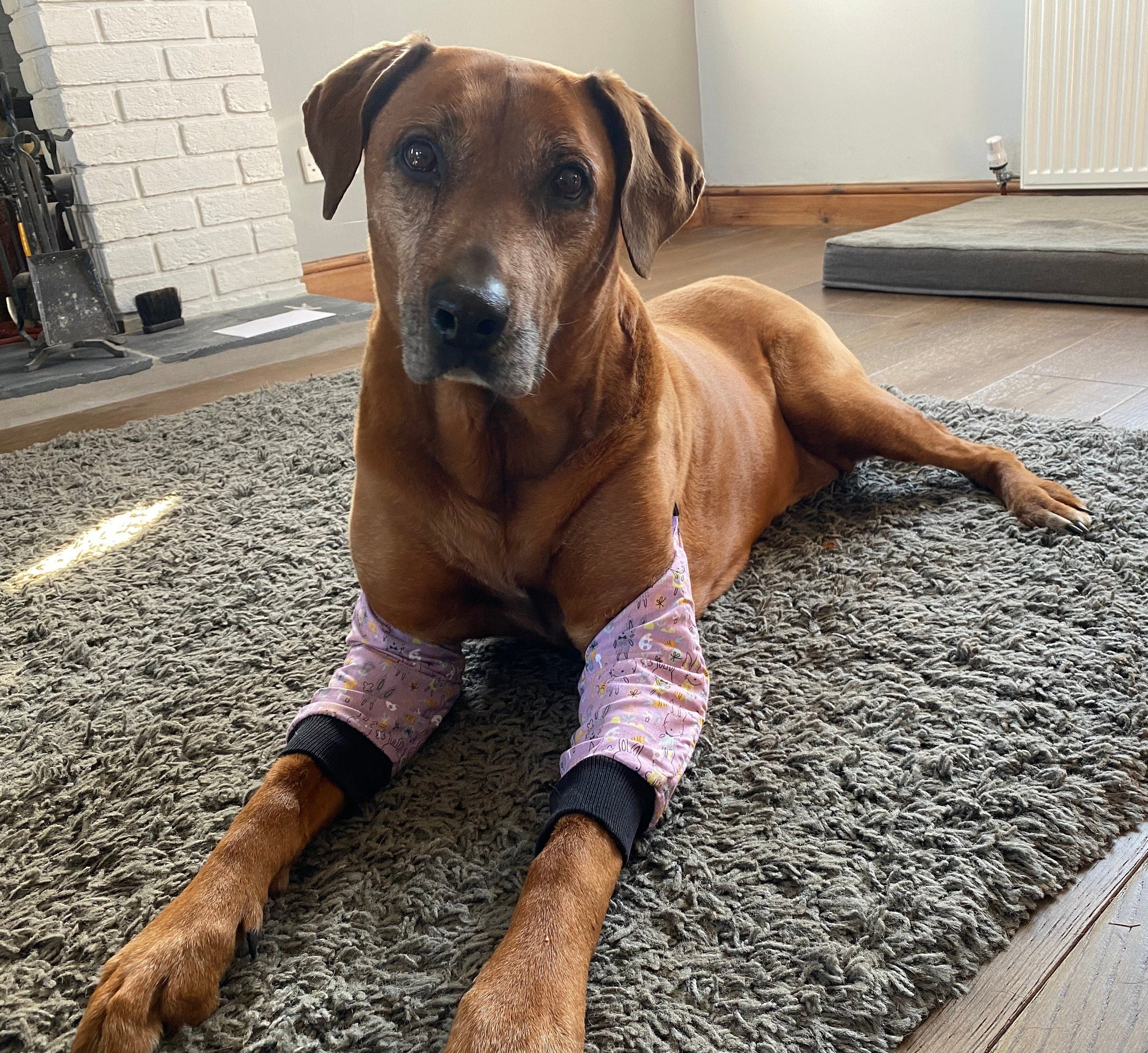 How Can I Treat My Dogs Hygroma At Home