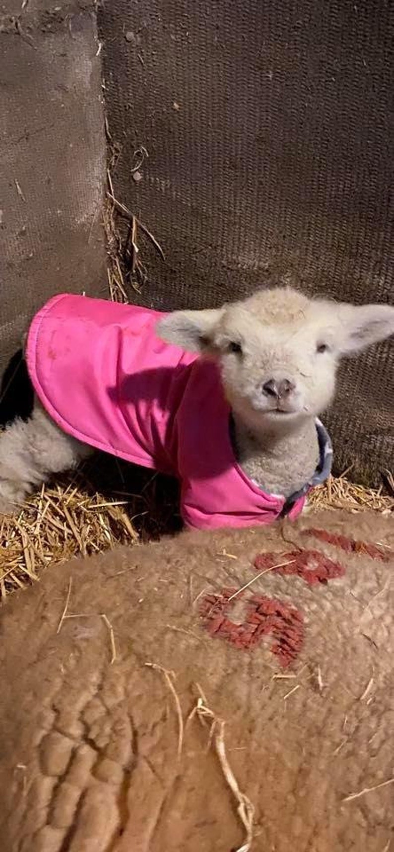 Waterproof Fleece-lined Lamb Coat: Keep Your Newborn Lamb Warm and Dry ...