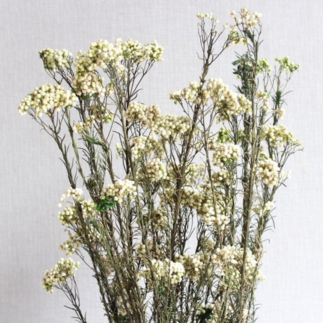 Rice Flower Fragrance Oil - Etsy