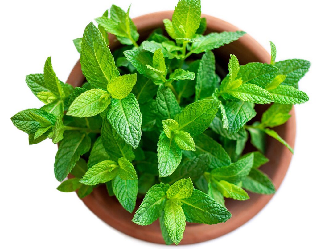 Cool Peppermint Flavor/fragrance Oil - Etsy
