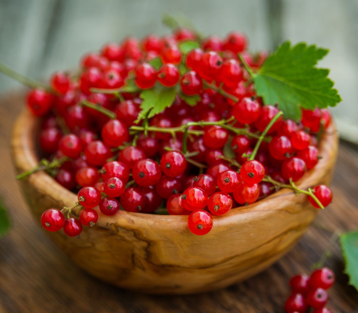 Red Currant Fragrance Oil - Etsy