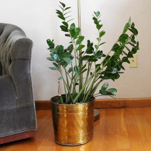 Extra Large Indoor Pot for Tree - Etsy