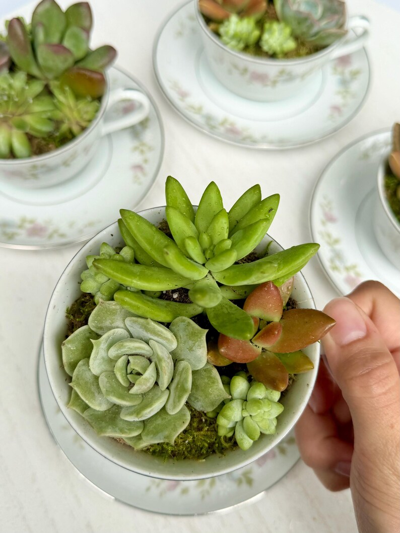 Succulent Teacup and Saucer, Vintage Succulent Planter in Teacup WITH ...