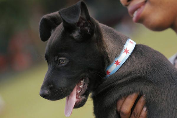Chicago Flag Dog Collar - Small - Etsy