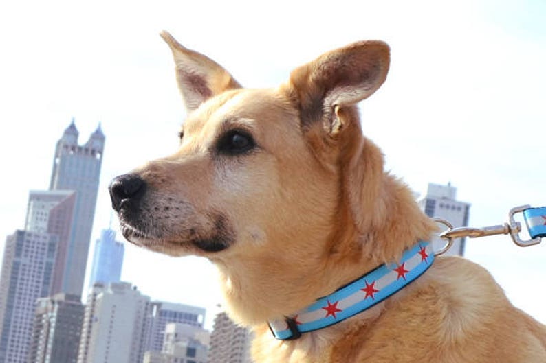 Chicago Flag Dog Collar Medium - Etsy