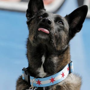 Chicago Flag Dog Collar - Wide Large - Etsy