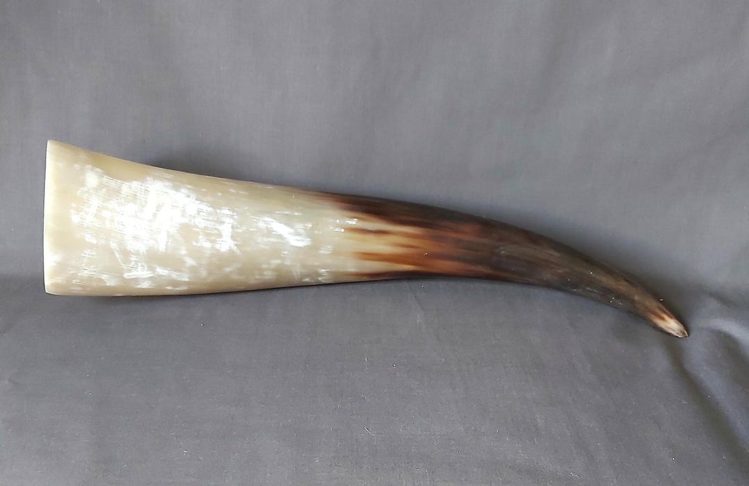 Large Polished Beef Horn - Etsy
