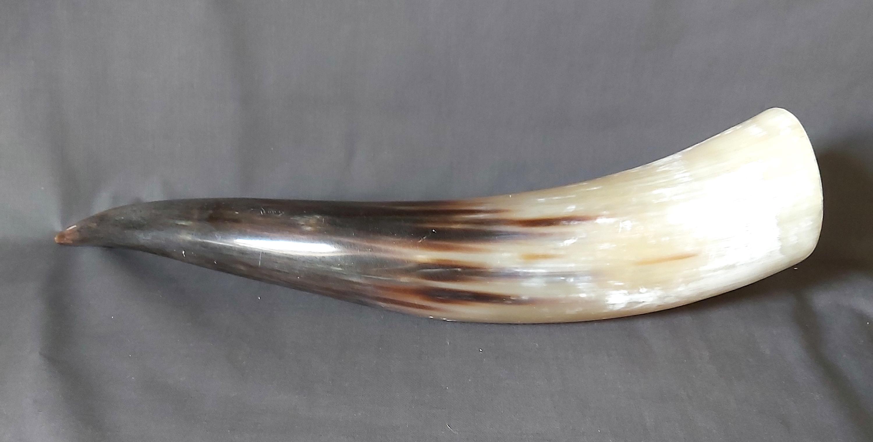Large Polished Beef Horn - Etsy