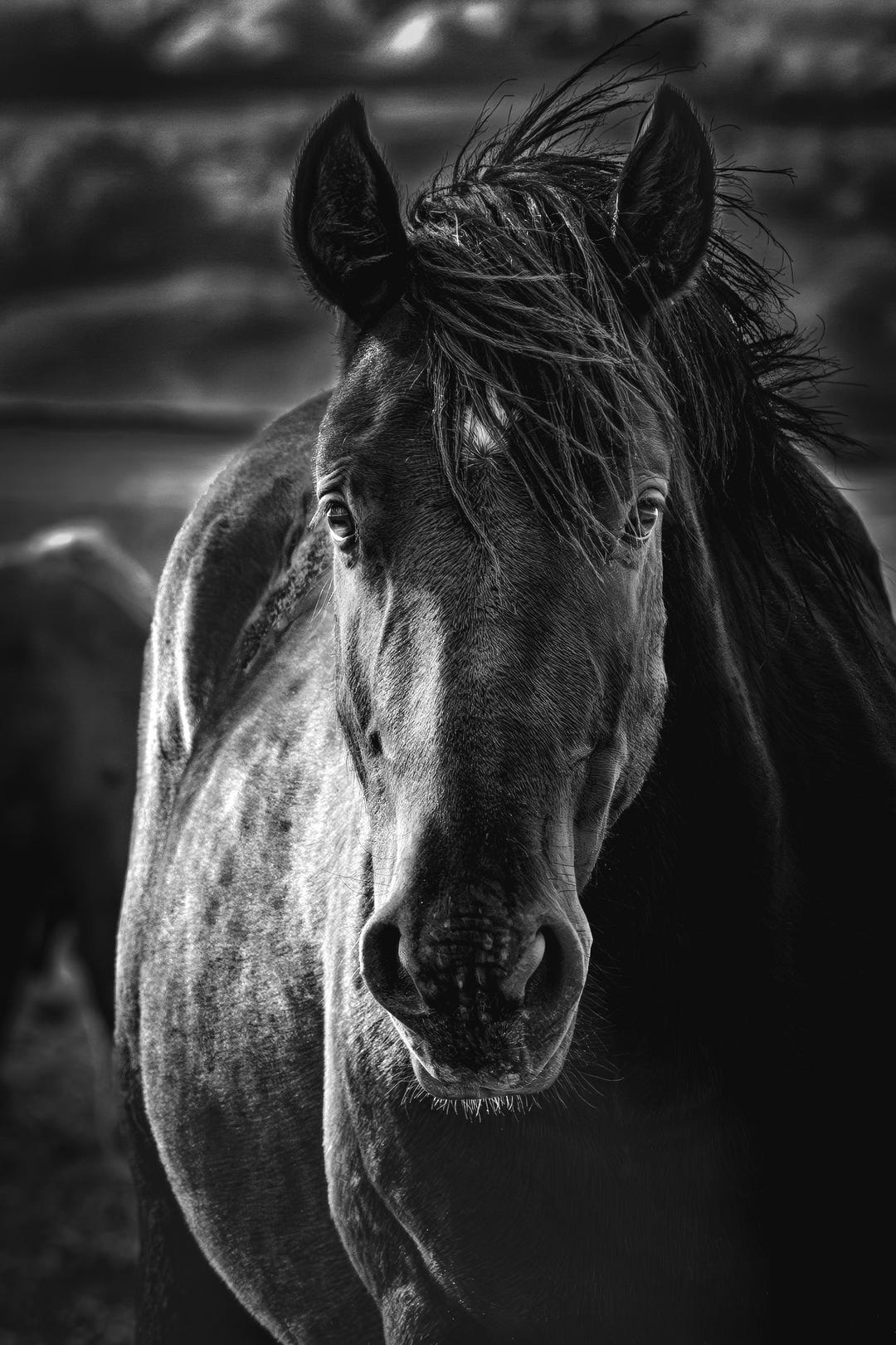 Wild Mustang Portrait | Black and White Fine Art Photography - Etsy