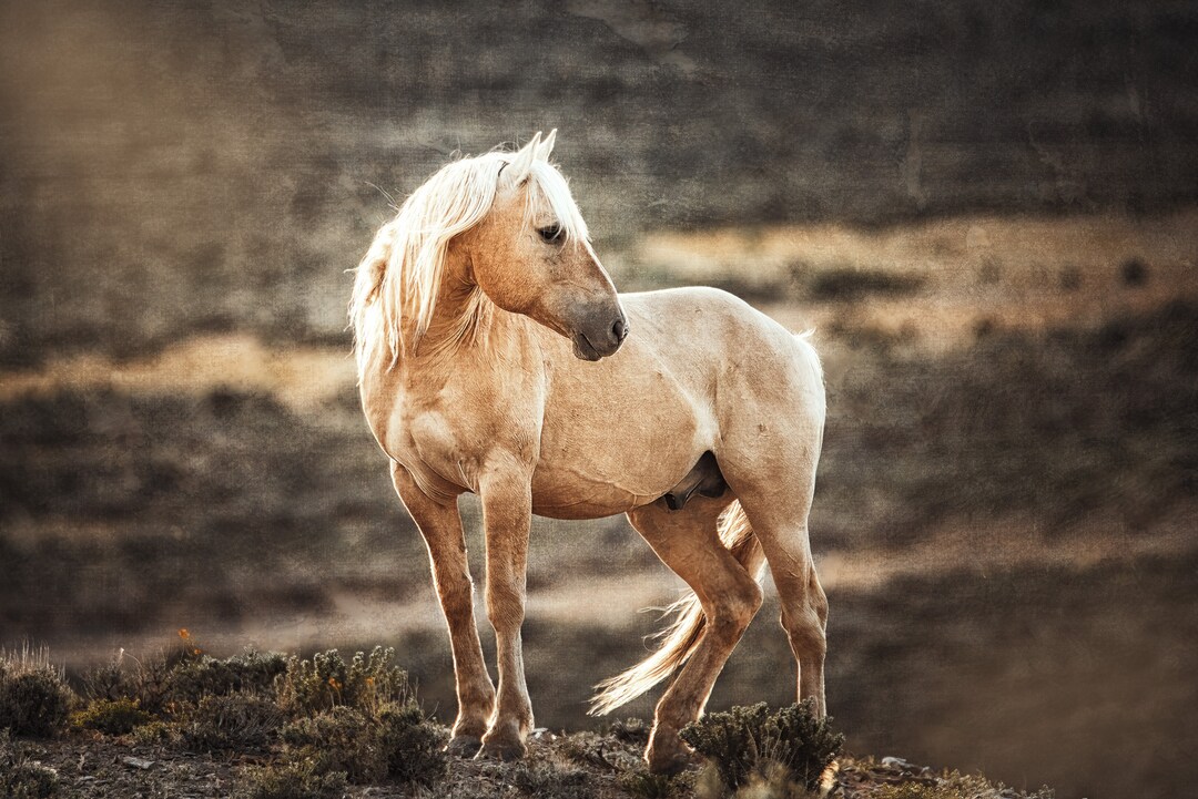 Wild Horse Canvas, Palomino Horse Sunset, Colorado Wildlife , Horse Art ...