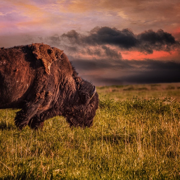 South Buffalo Wall Art - Etsy