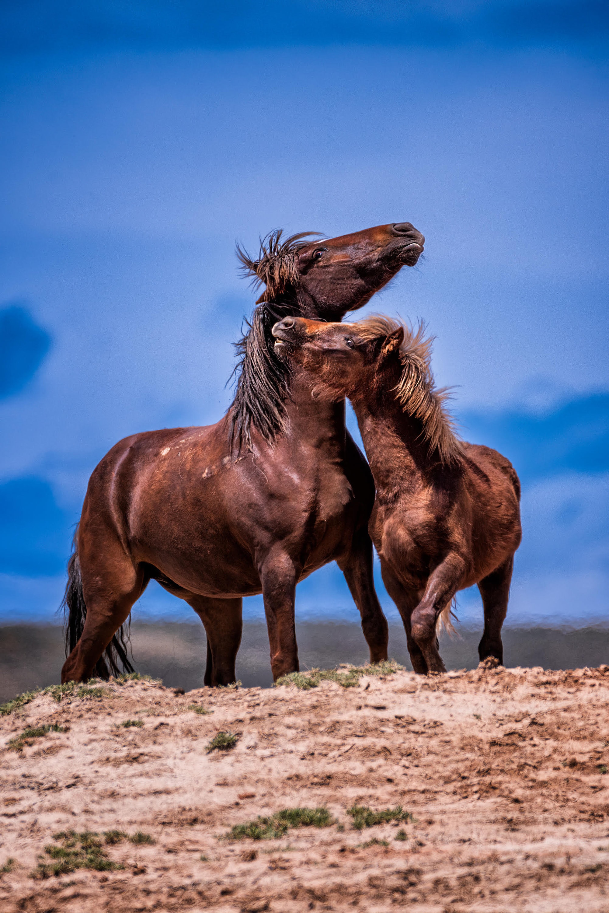Professional Wild Horse Photography
