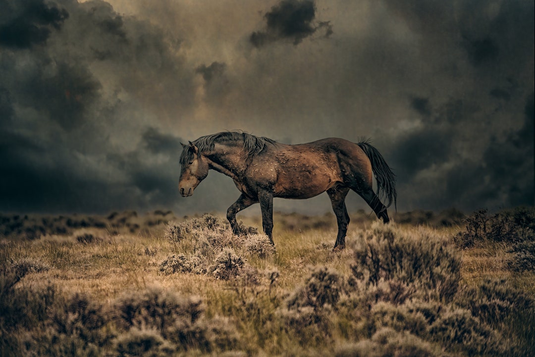 Wild Horse Photography Canvas Horse Photo Wild Mustang, Horse Art Print ...