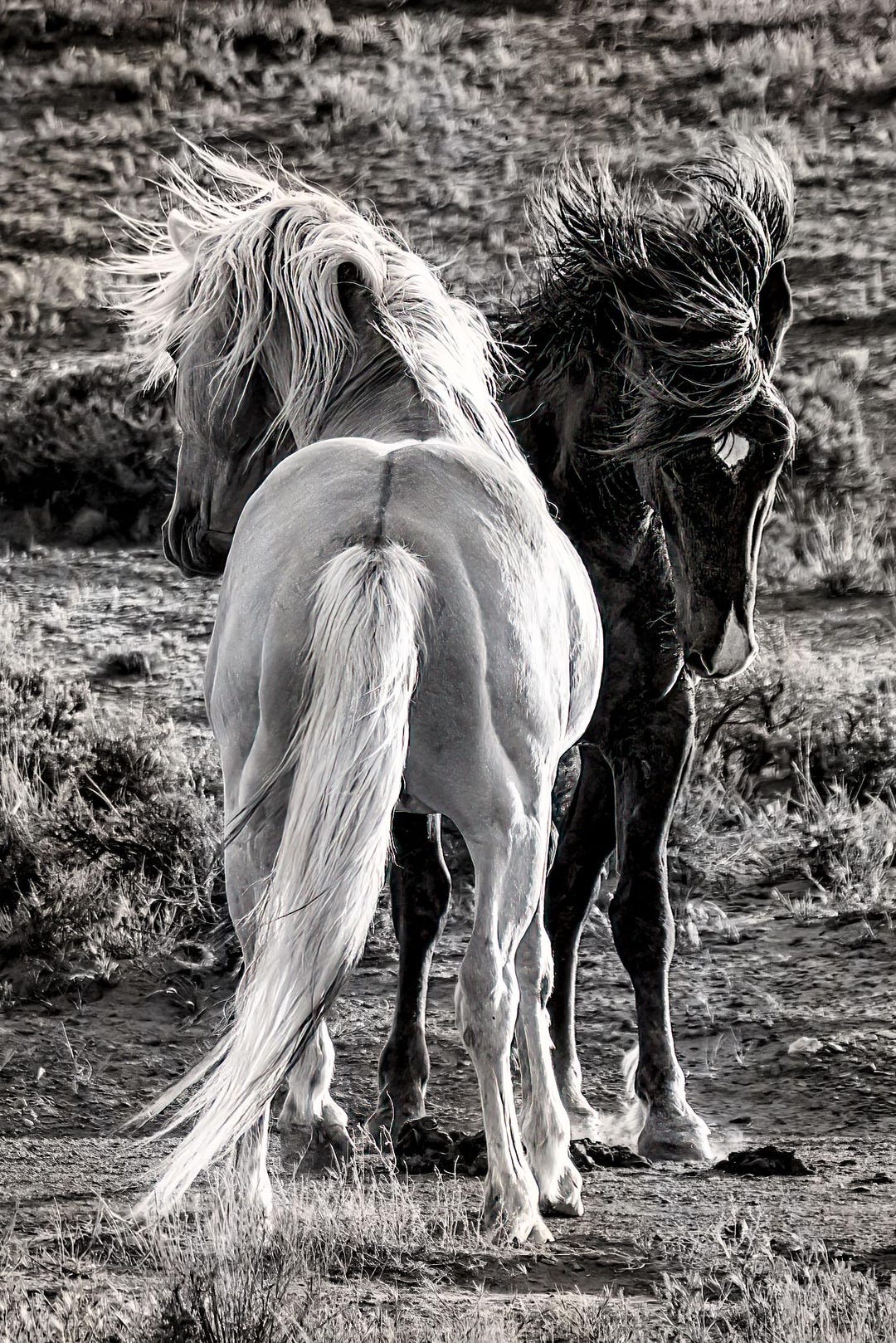 Wild Horses Face-off Wall Art | Majestic Nature Photography | Rustic ...